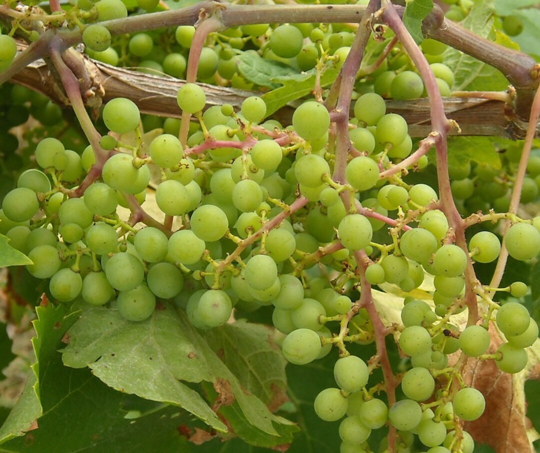 Niagara Green Live Potted Grape Plant, 1-2 Years Old. - Etsy