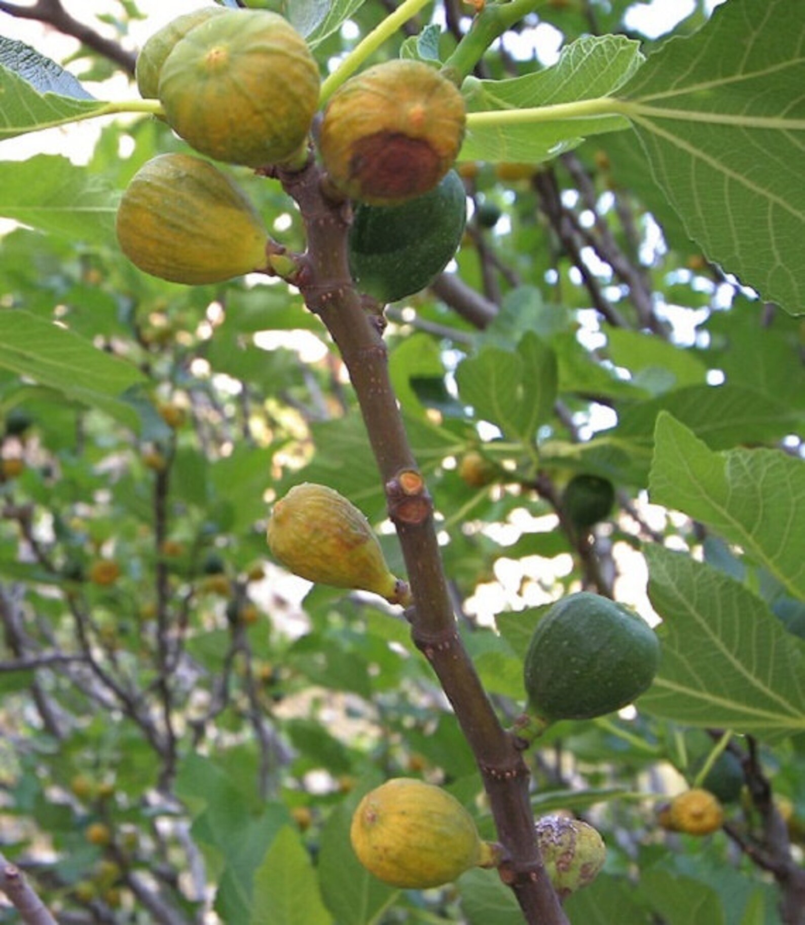 Green Ischia Verte Live Fig Tree Plant. - Etsy