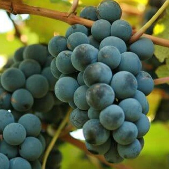 Van Buren Purple Grape Live Potted Grape Plant 2 Years Old. | Etsy