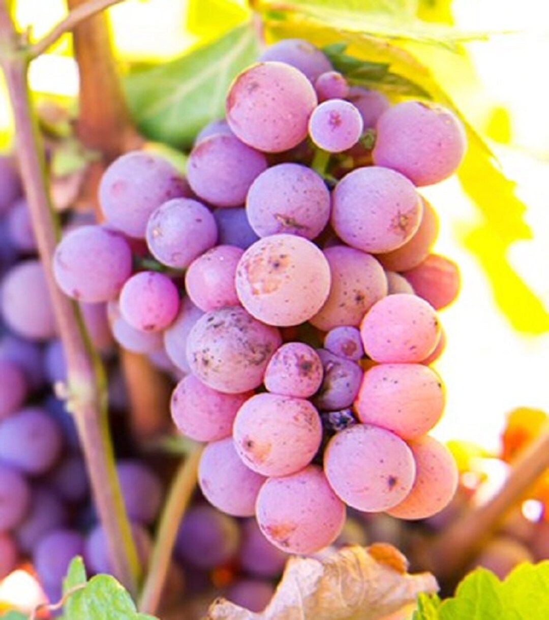 Pinot Gris #146 Seedless Blue Wine Grape, Live Potted Plant, 1-2 Years ...