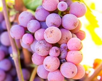 Einset Red Seedless Grape Live Potted Plant 1-2 Years Old. | Etsy