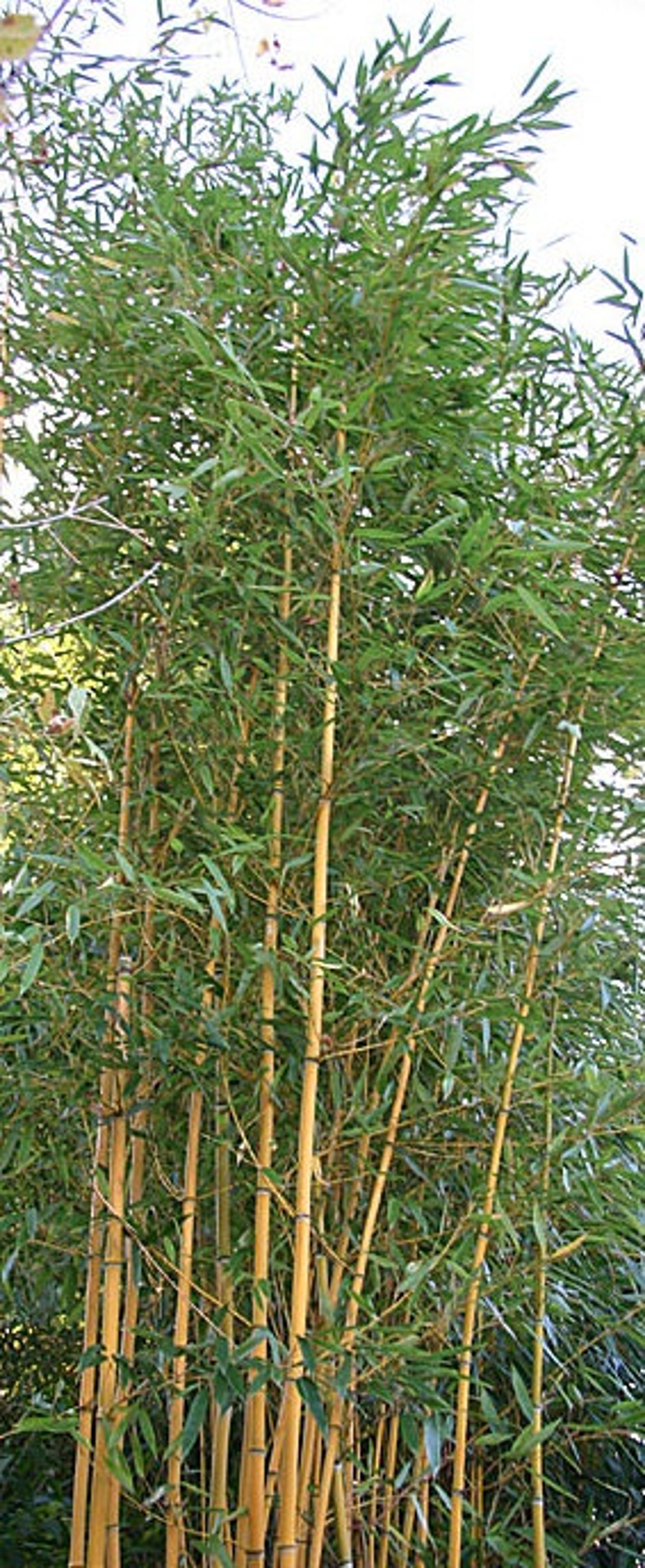 Box of 3 Giant Timber Bamboo Phyllostachys Aureosulcata - Etsy