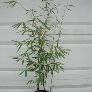 Large Fargesia Rufa, 'sunset Glow' Live Clumping Bamboo Plant - Etsy