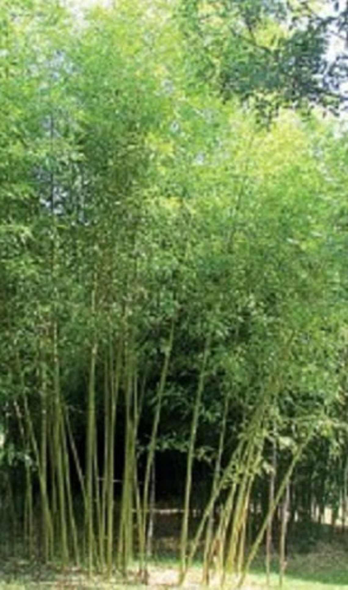 Semiarundinaria Fastuosa 'viridis', Temple Bamboo Live Plant, Cold ...