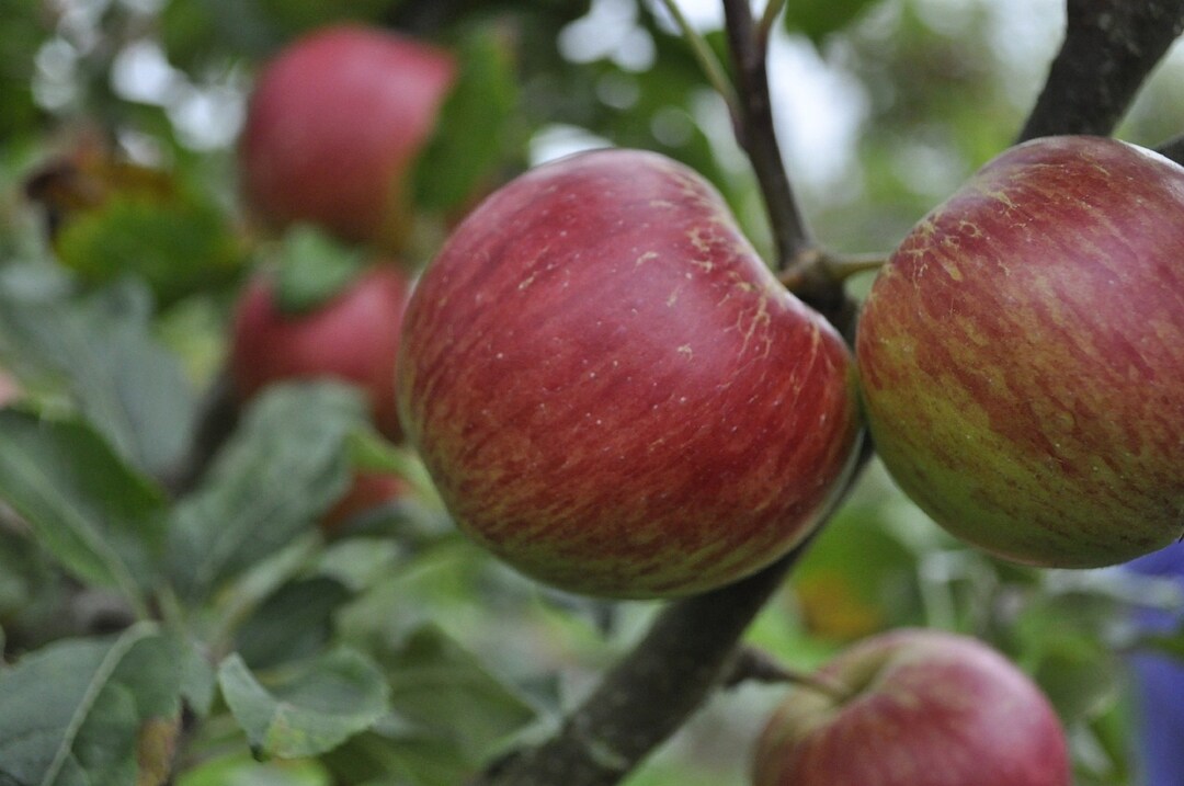 Jonagold Apple Tree 4'+, 2-3 Years Old - Etsy