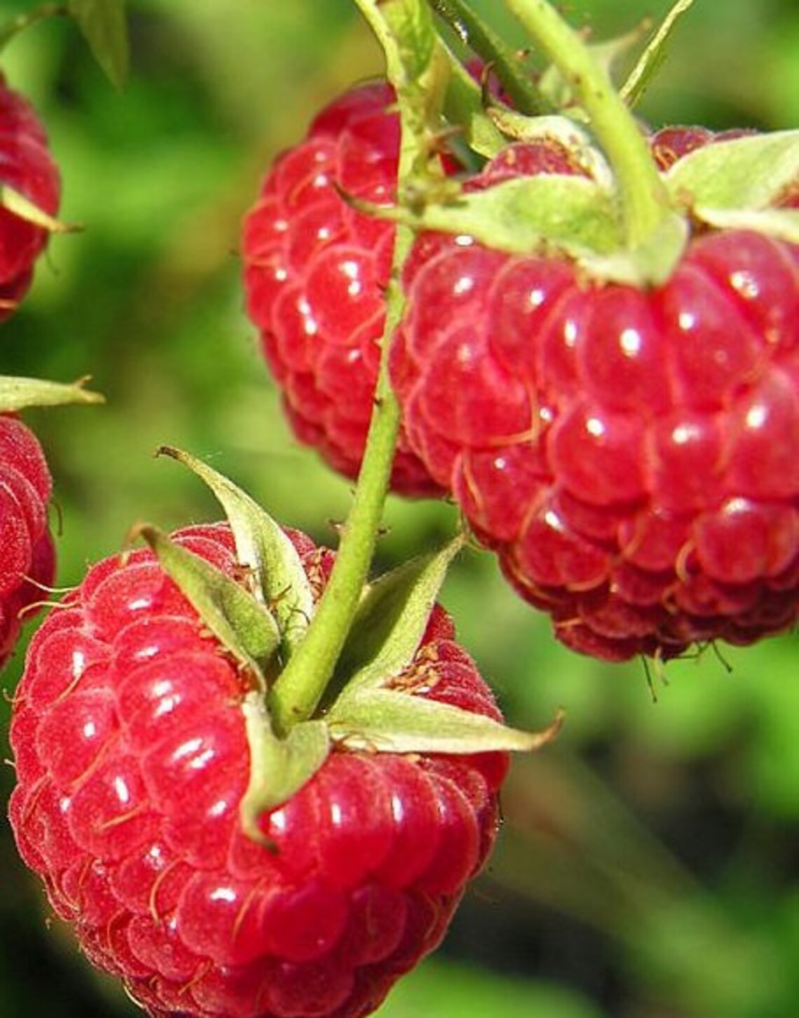 Willamette Red Raspberry Box Of 3 | Etsy