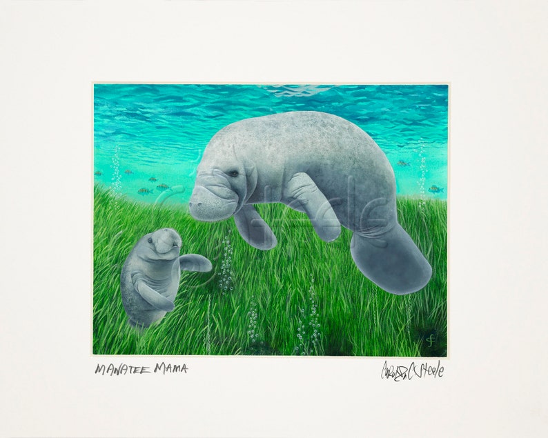 Florida Manatee Mother With Calf: "manatee Mama" - Etsy