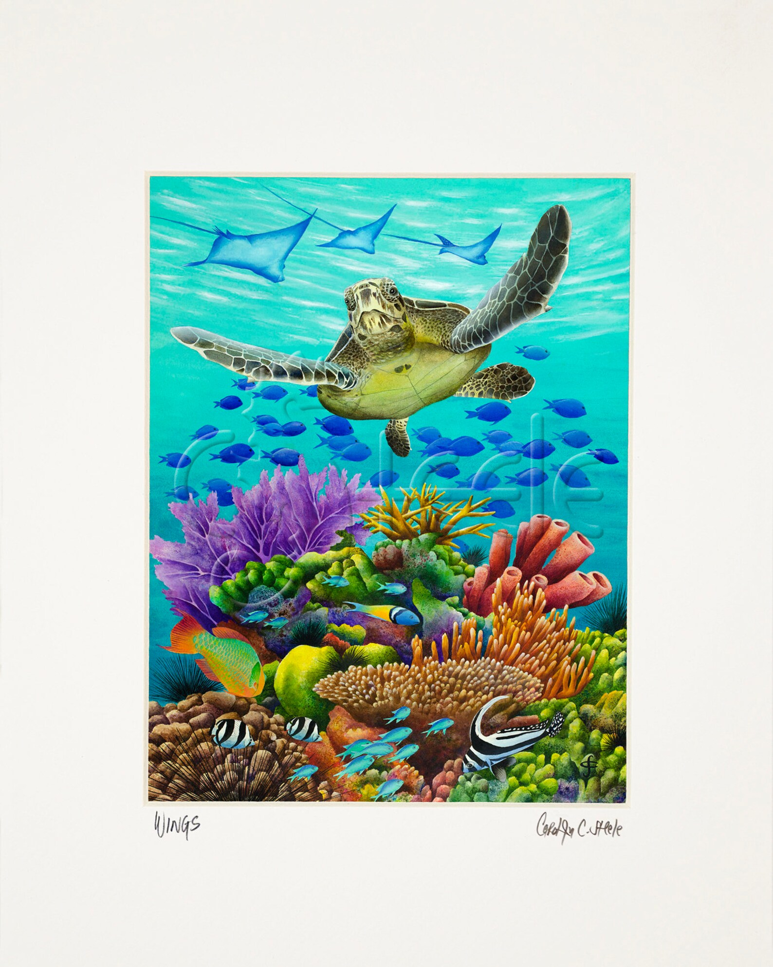 Hawksbill Turtle, Eagle Rays, Flying Over Reef: wings - Etsy