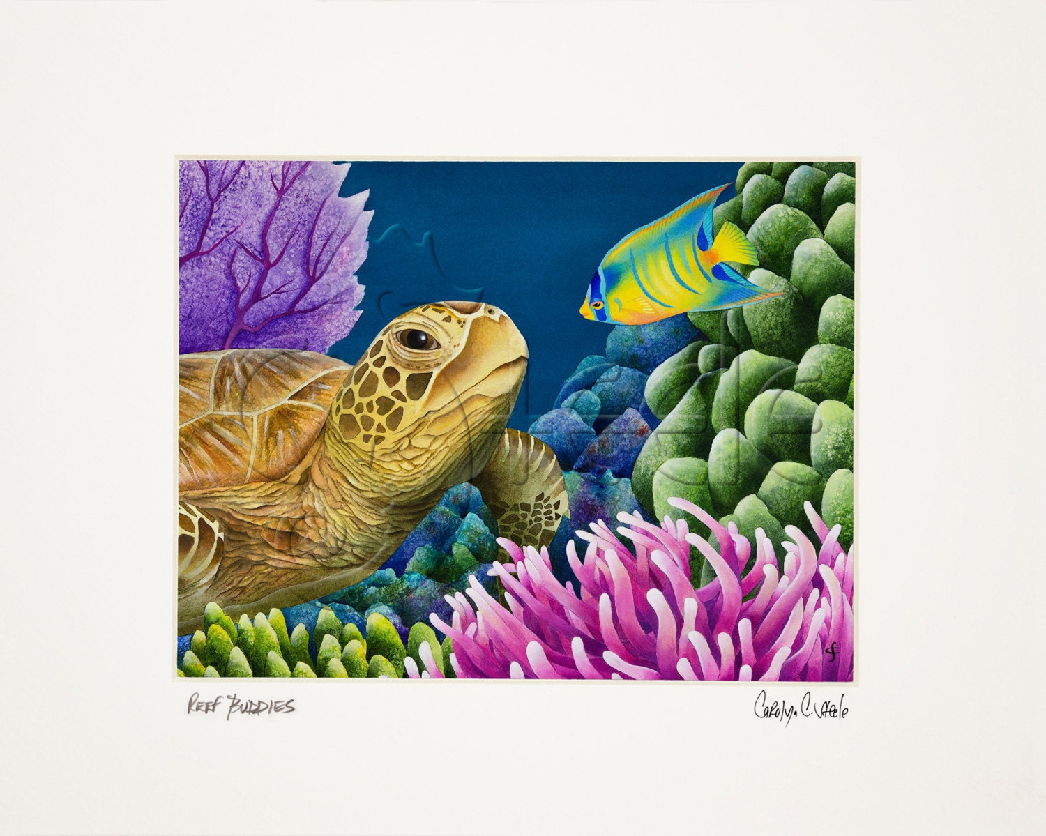 Sea Turtle Juvenile Queen Angelfish Coral Reef: reef - Etsy