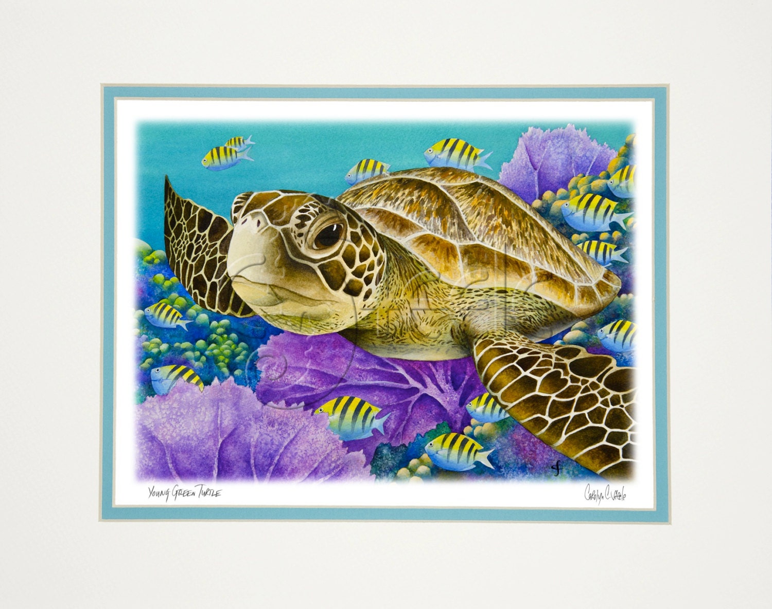 Carolyn Steele Tropical Art Print, Close-up Soulful Sea Turtle: "young ...