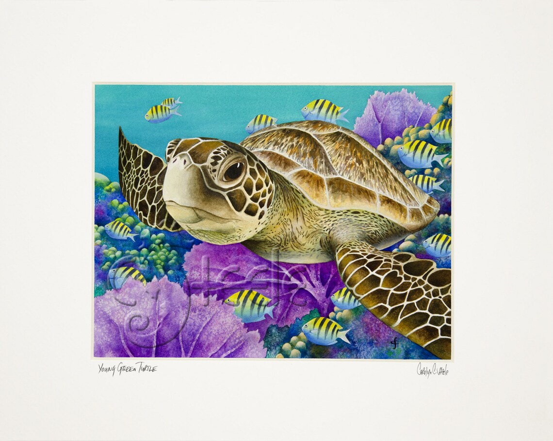 Carolyn Steele Tropical Art Print, Close-up Soulful Sea Turtle: "young ...