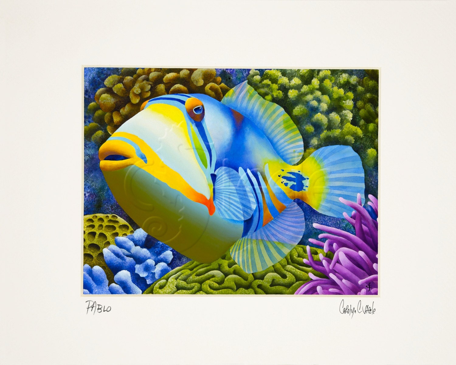 Tropical Art Print - Picasso Triggerfish: "pablo" - Etsy