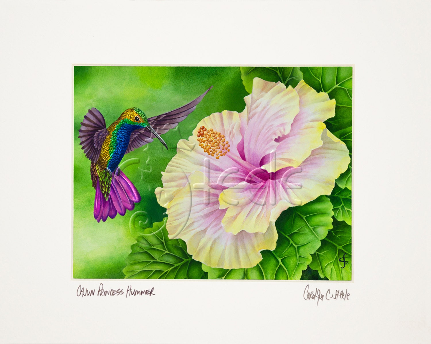 Hibiscus, Hummingbird: "cajun Princess Hummer" - Etsy