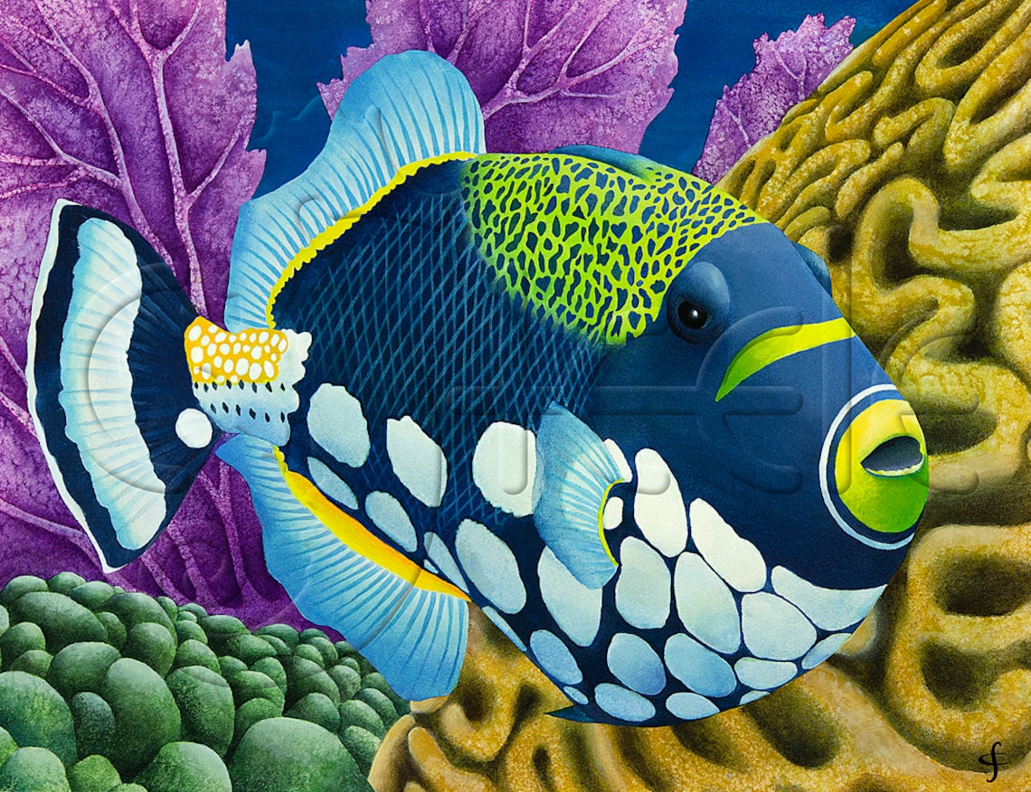 Coral Reef, Pacific, Clown Triggerfish: Groucho - Etsy