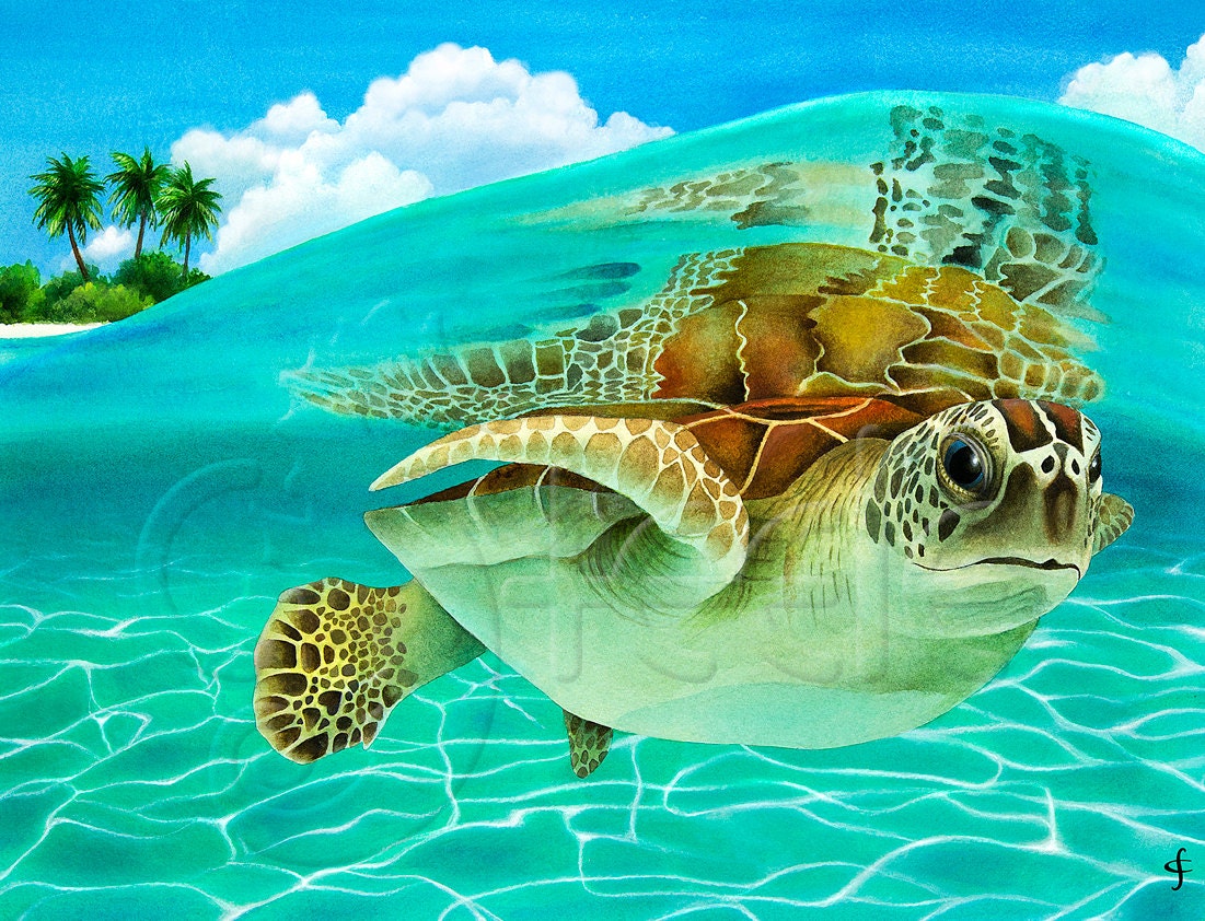 Carolyn Steele Tropical Art Print, Baby Turtle, Tropical Island ...
