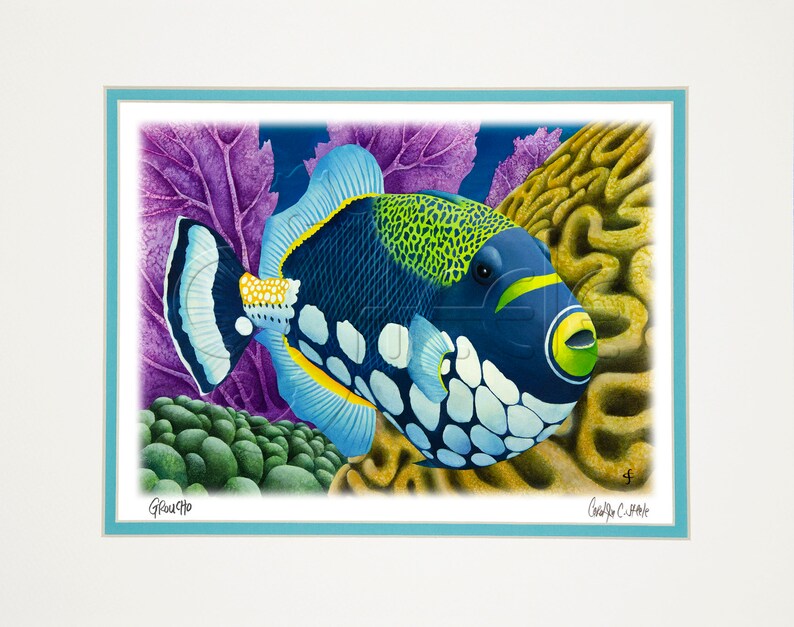 Coral Reef, Pacific, Clown Triggerfish: Groucho - Etsy