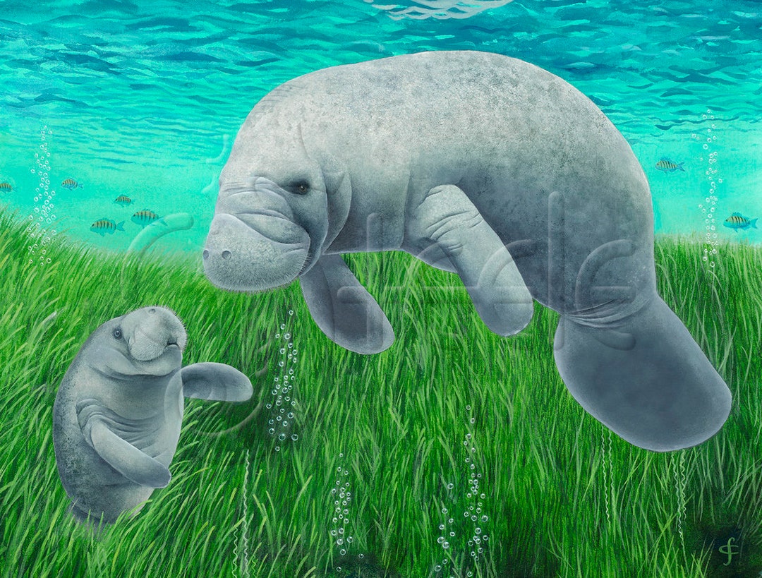 Florida Manatee Mother With Calf: "manatee Mama" - Etsy