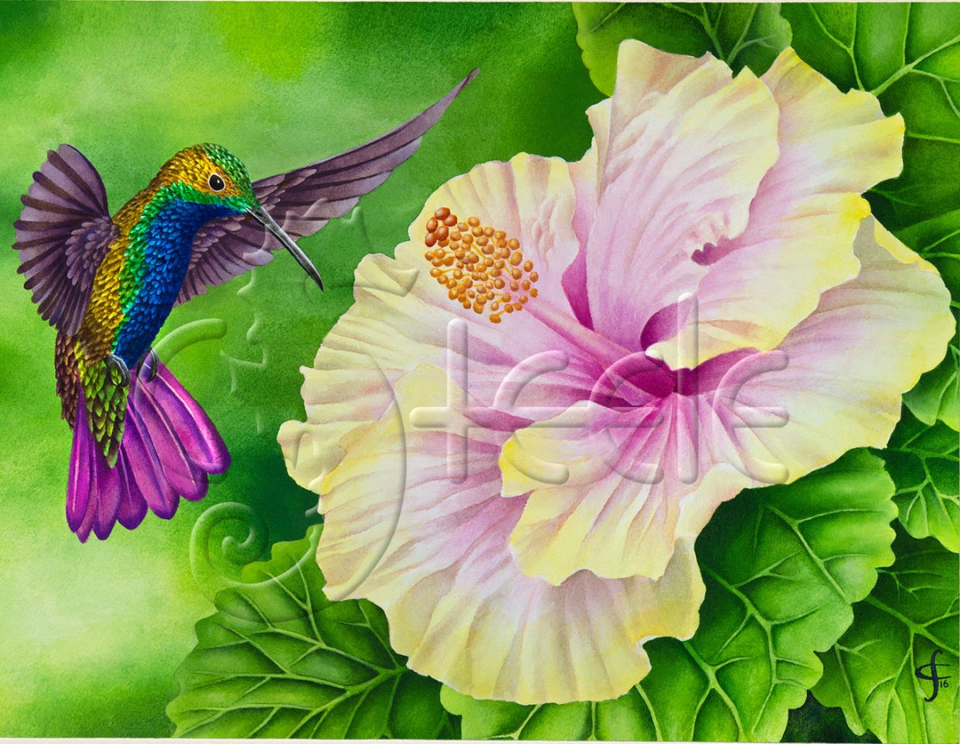 Hibiscus, Hummingbird: "cajun Princess Hummer" - Etsy