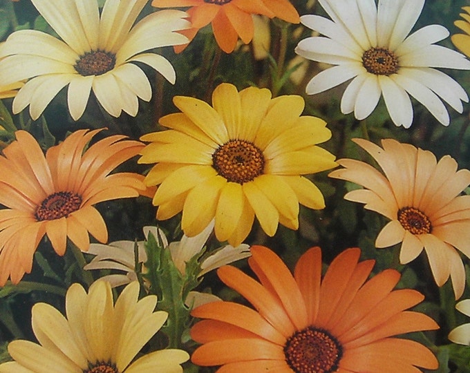 0.5g approx. 300 African Daisy Seeds DIMORPHOTHECA SINUATA - Etsy