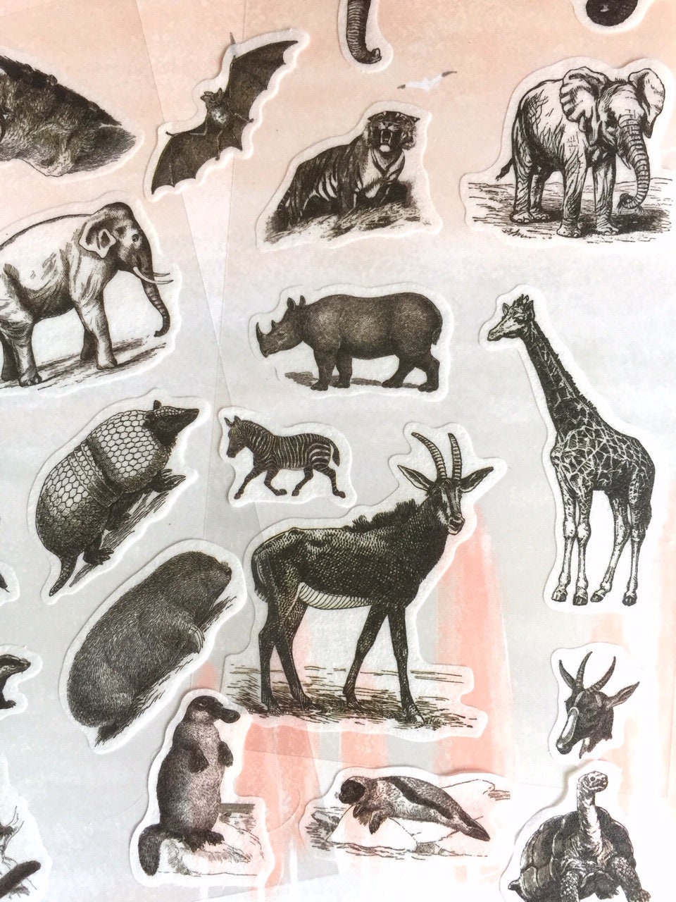 6 Sheets Animal Sticker Animal Sketch Africa Safari Animals Wild Life ...