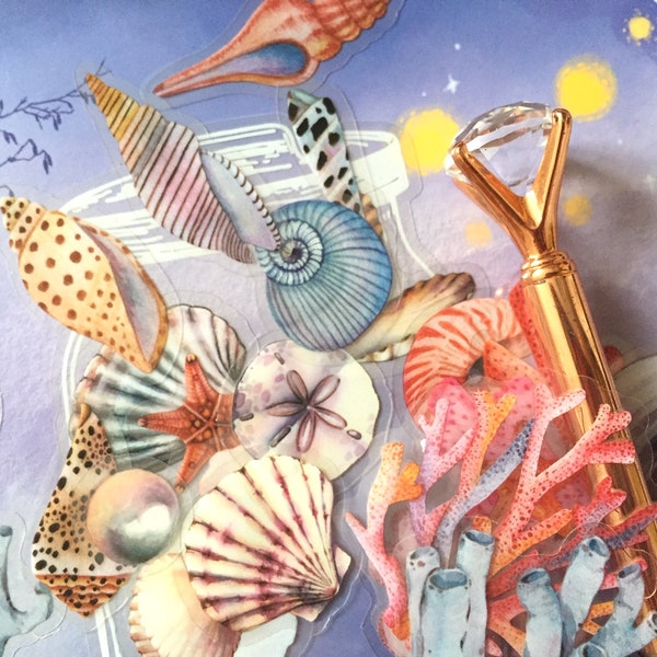 Rare Sea Shells - Etsy