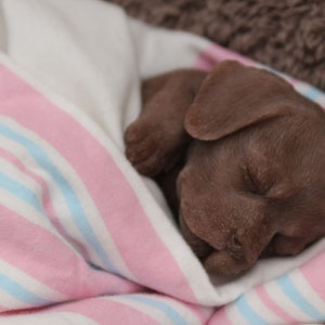 It's a LAB Puppy Girl FULL SILICONE Bathable Life Like Reborn Newborn ...