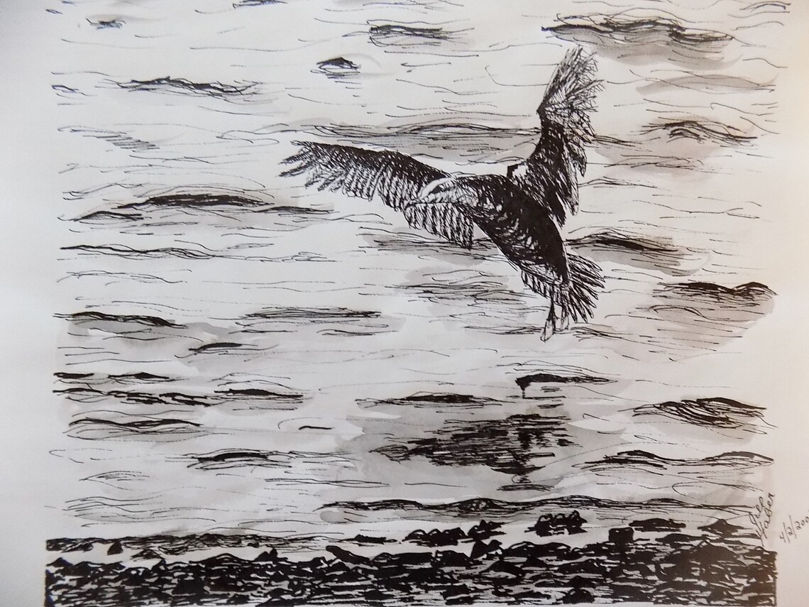 Seagull Art: Original Pen and Ink Drawing (9x12) - Etsy