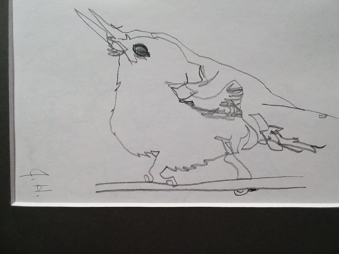 Nuthatch Bird Drawing, Original Graphite Drawing, Line Drawing, Blind ...