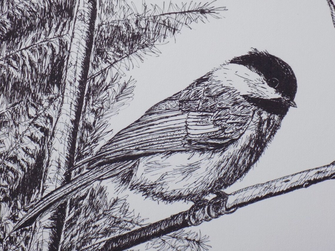 Chickadee Pen and Ink Drawing, Pen and Ink Art, Chickadee Print, 8 X 10 ...