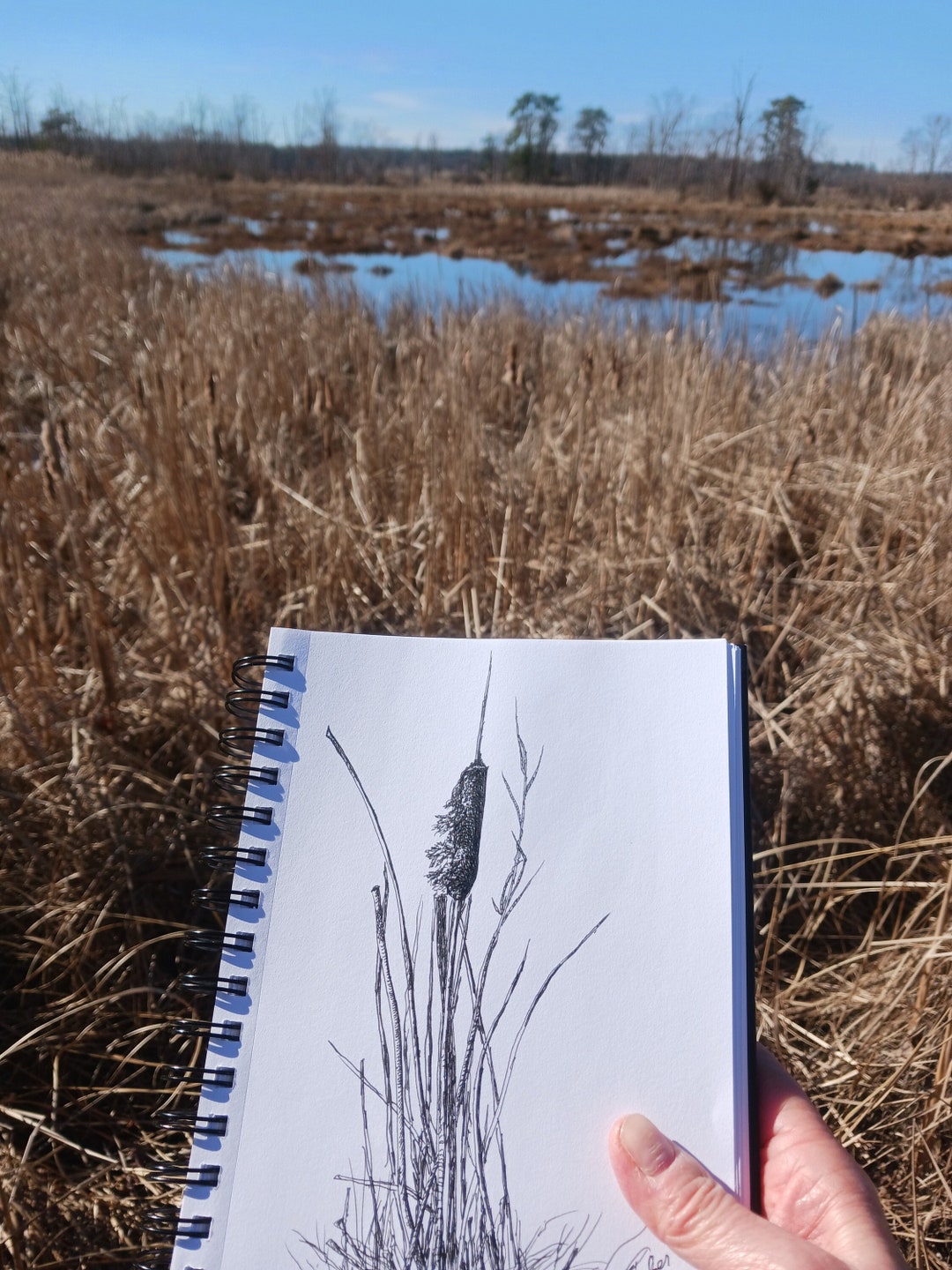 Cattail Art Drawing, Pen and Ink Drawing, 5 1/2 X 8 - Etsy