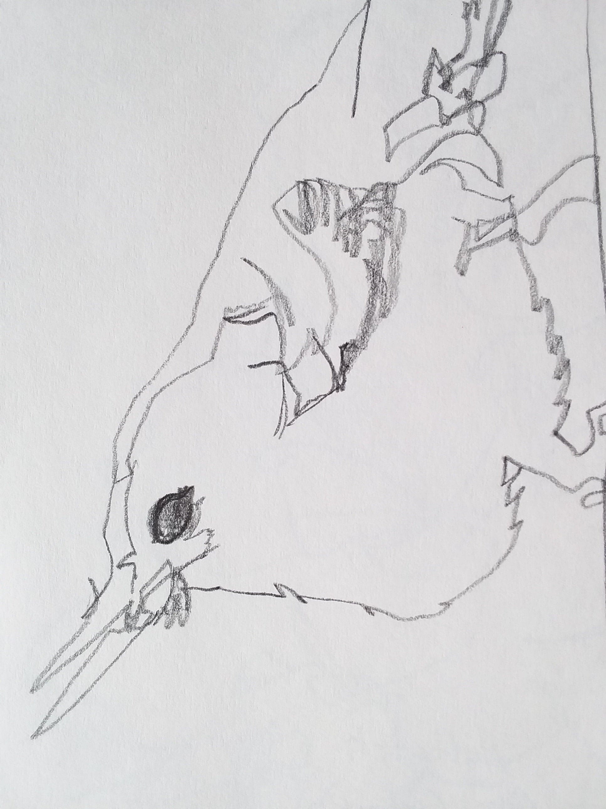 Nuthatch Bird Drawing, Original Graphite Drawing, Line Drawing, Blind ...