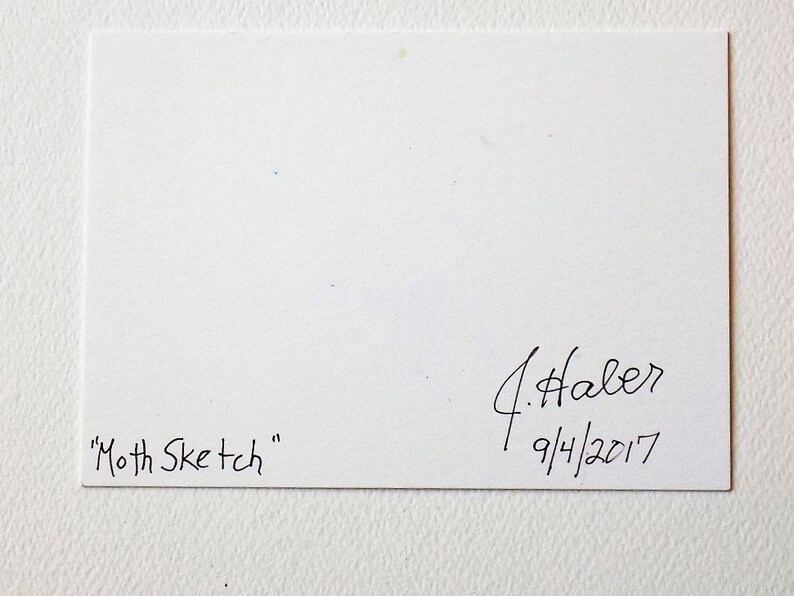 Original Pen and Ink Moth Sketch: ACEO Insect Art - Etsy