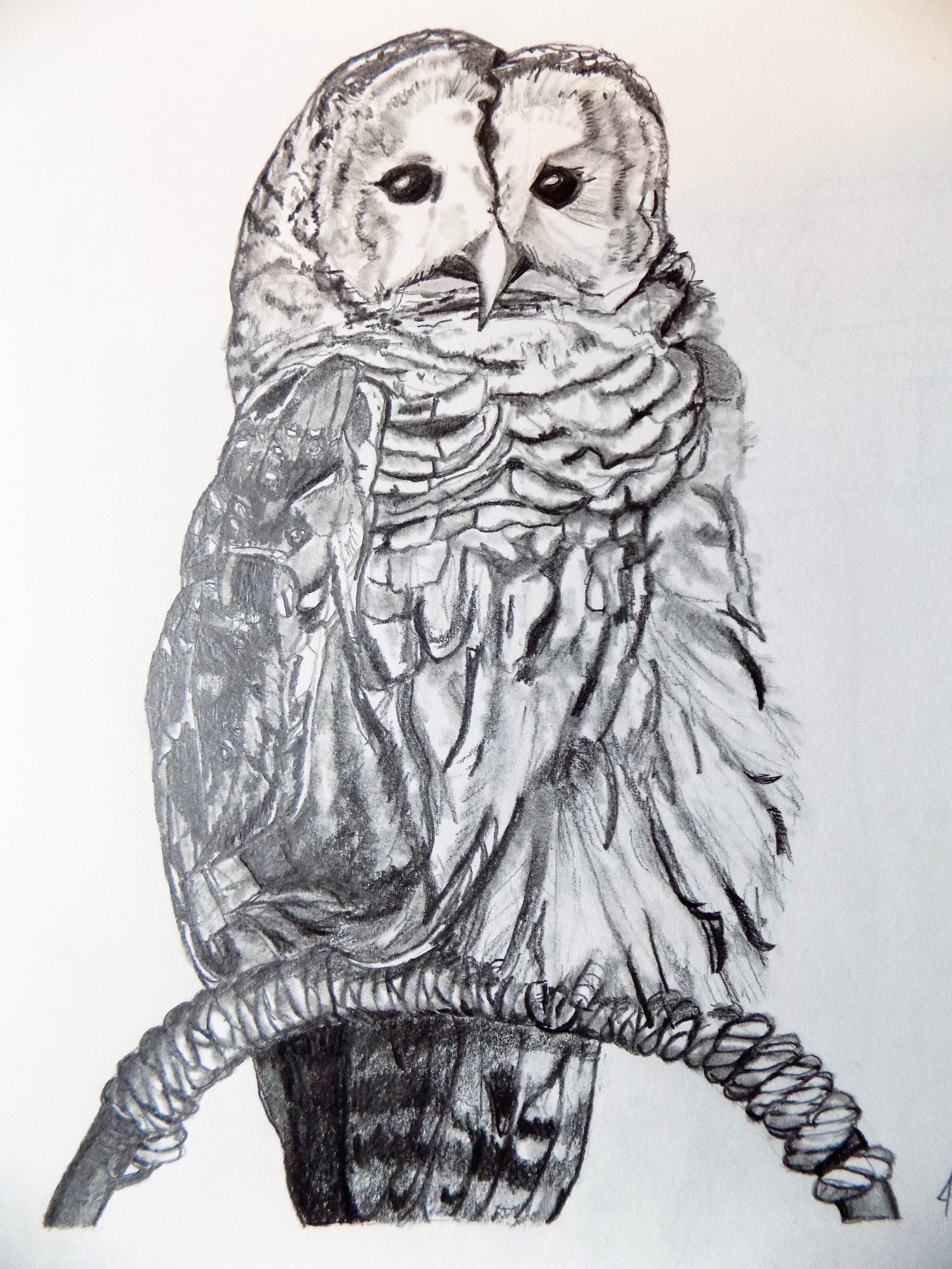 Simple Barred Owl Drawing