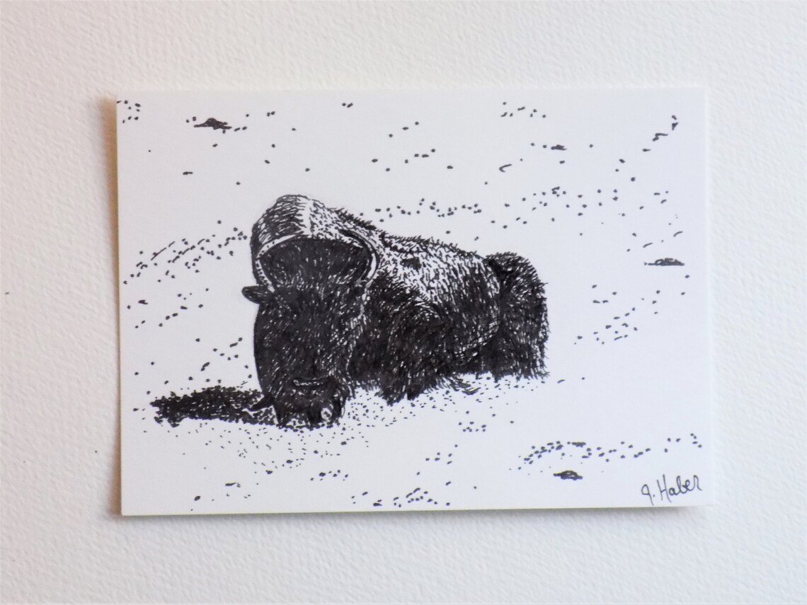 Buffalo Original Pen and Ink Drawing, ACEO Small Art Trading Card, 2 1/ ...