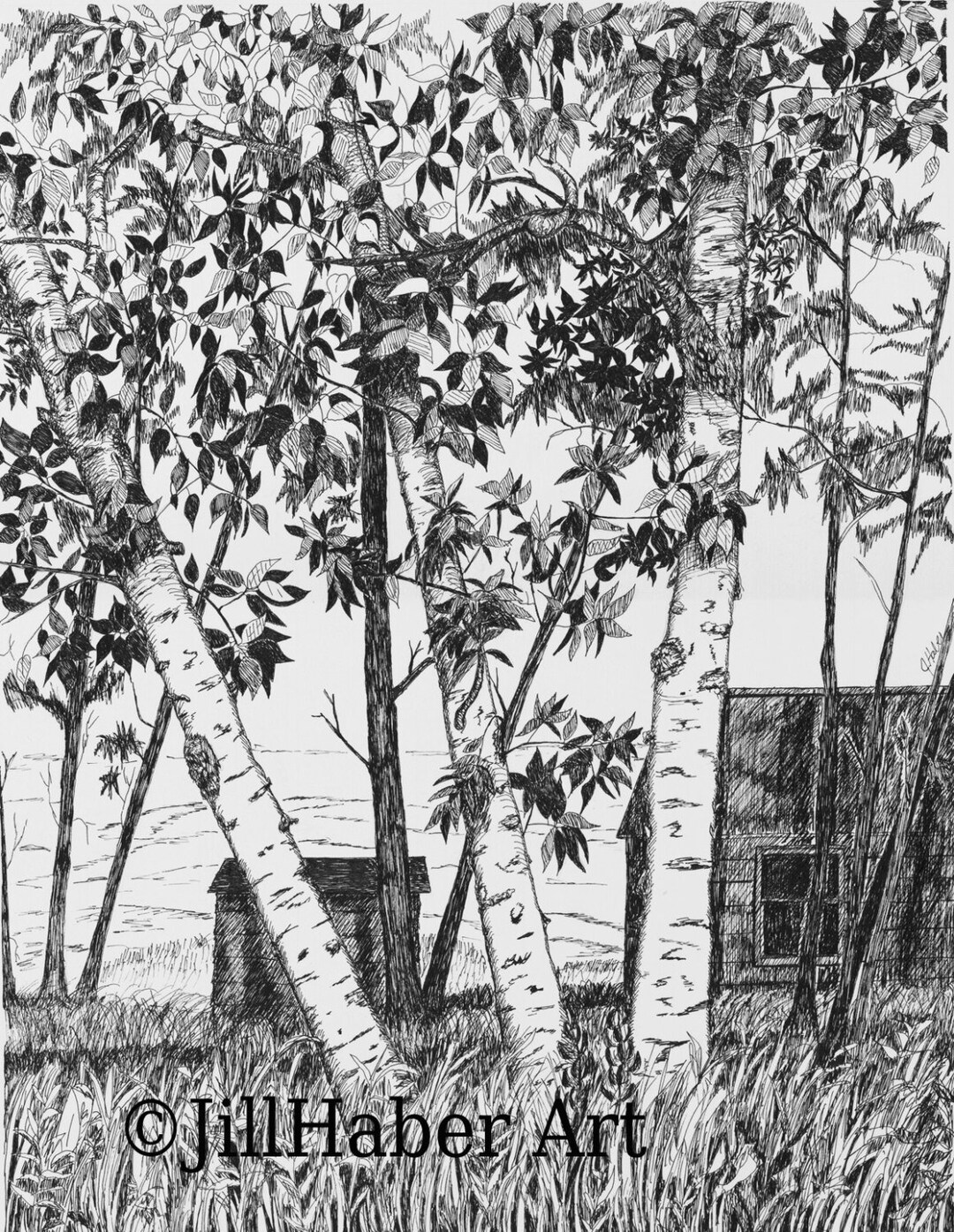 Pen and Ink Drawing, Birch Tree Print, Pen and Ink Prints, 8 X 10 Print ...