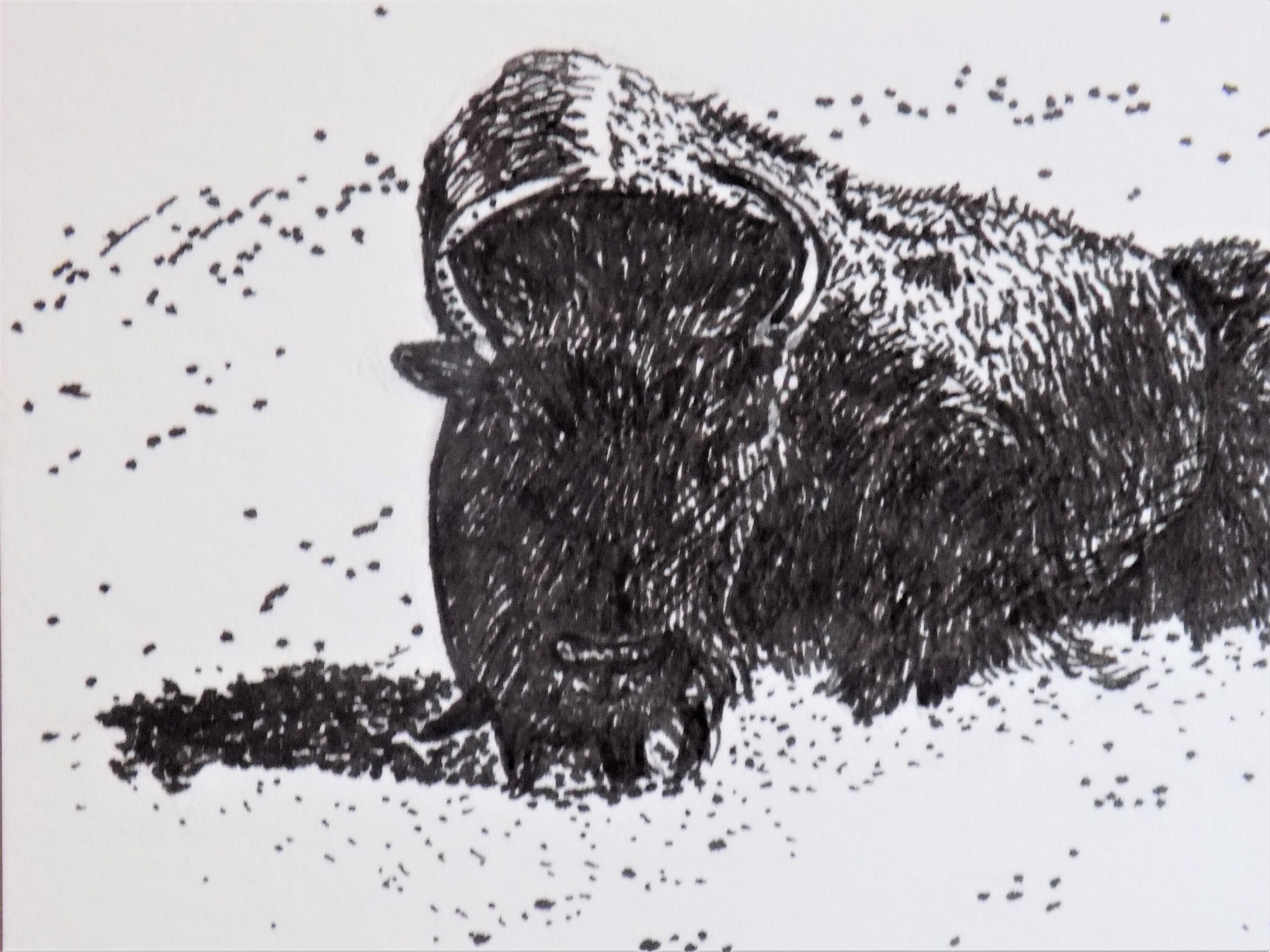Buffalo Original Pen and Ink Drawing, ACEO Small Art Trading Card, 2 1/ ...