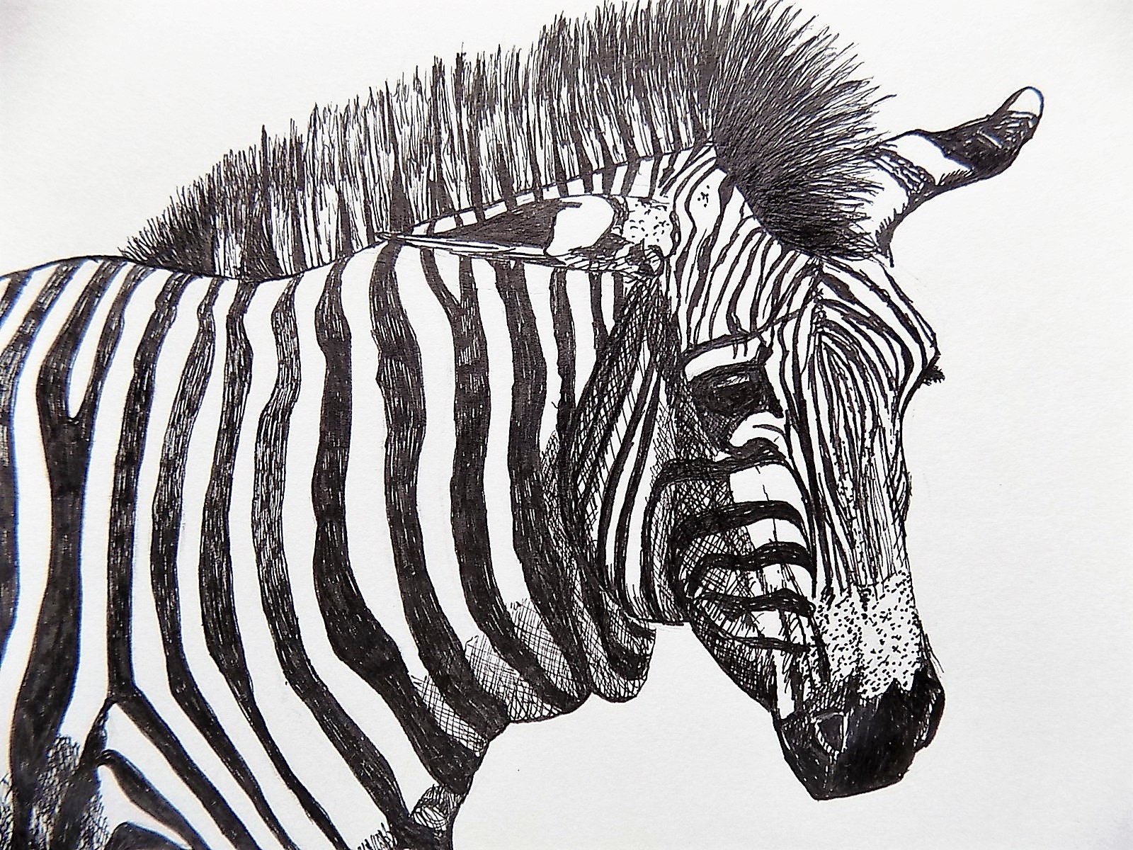 Pen Ink Zebra Original Pen and Ink Drawings Drawing of | Etsy