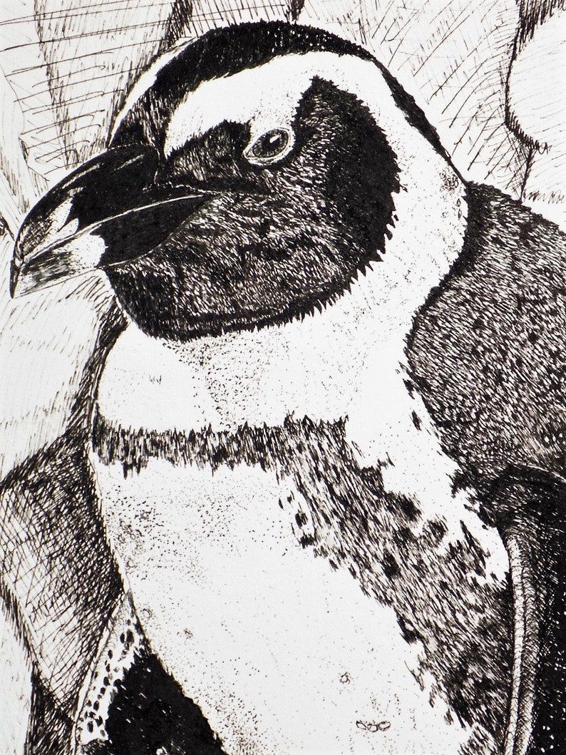 Penguin Art Print Pen and Ink Drawings Fine Art Giclee - Etsy