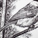 Chickadee Pen and Ink Drawing, Pen and Ink Art, Chickadee Print, 8 X 10 ...