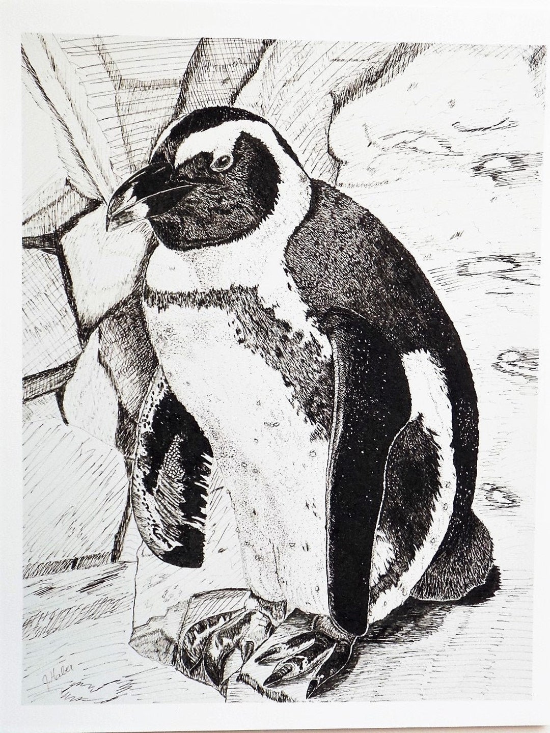 Penguin Art Print, Pen and Ink Drawings, Fine Art Giclee Print, 5 X 7 ...