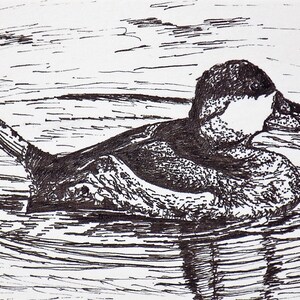 ACEO Ruddy Duck, OOAK, Pen and Ink Art, Pen and Ink Drawings, One of a ...