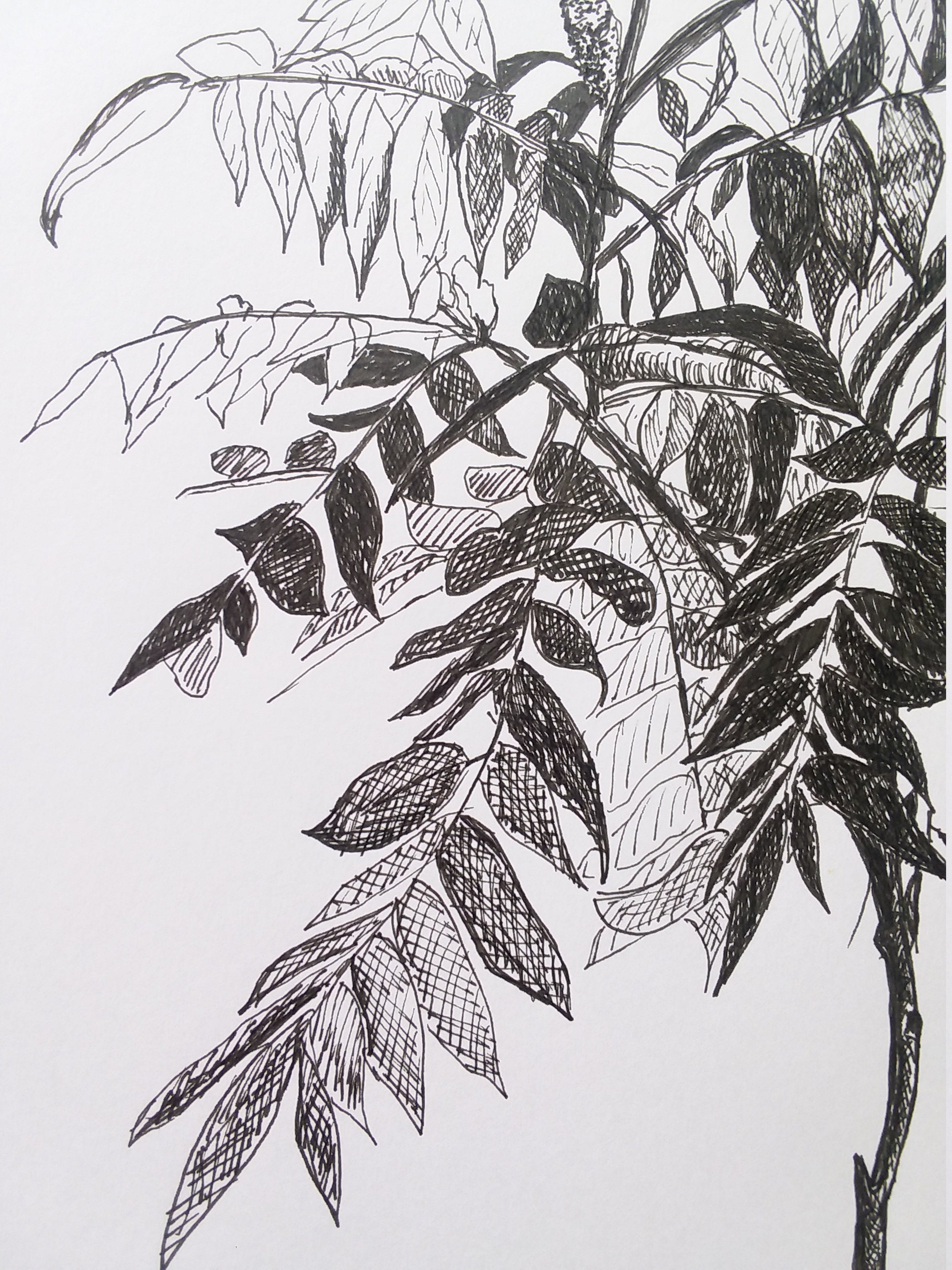 Original Drawing Sumac Tree Pen and Ink Drawing 8x11 OOAK - Etsy