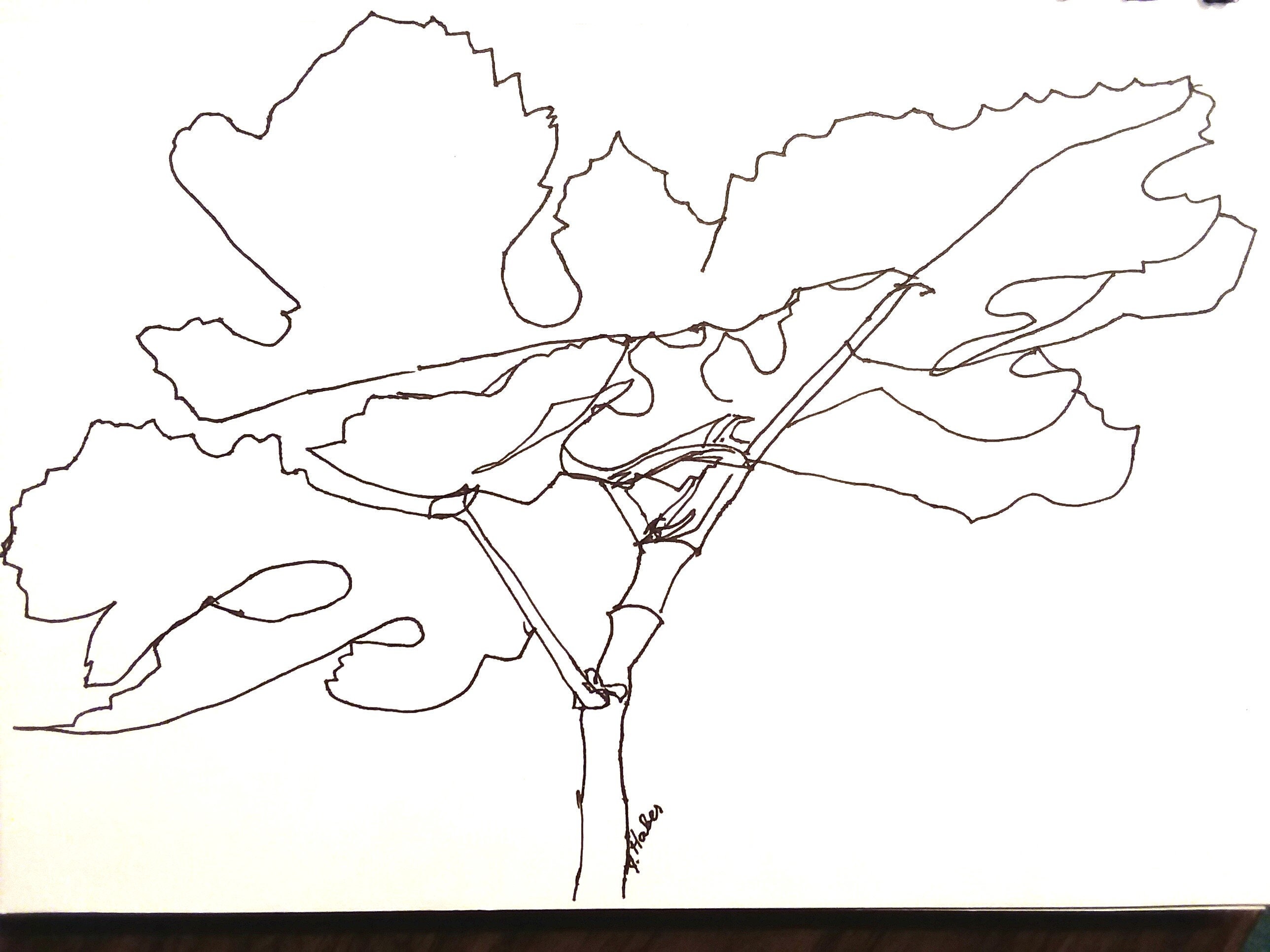 Fig Tree Sketch Pen and Ink Artwork Blind Contour Drawing - Etsy