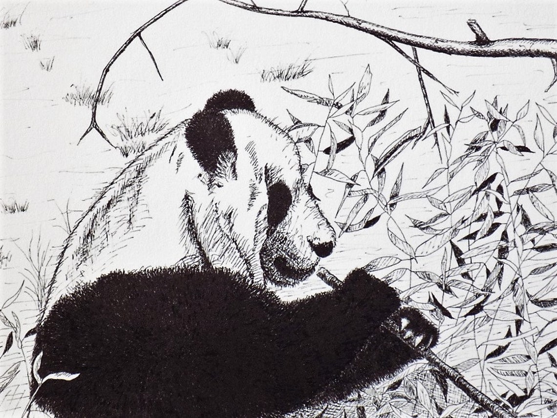 Panda Print, Pen and Ink Drawings, Animal Art, 8 X 10 Giclee Art Print ...