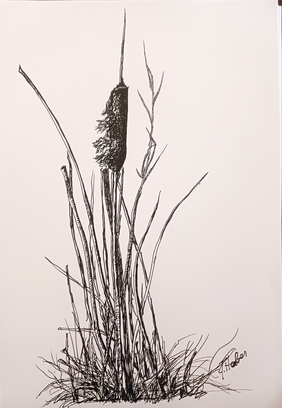 Cattail Art Drawing, Pen and Ink Drawing, 5 1/2" X 8" - Etsy