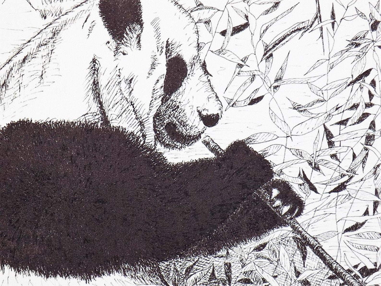 Panda Print, Pen and Ink Drawings, Animal Art, 8 X 10 Giclee Art Print ...