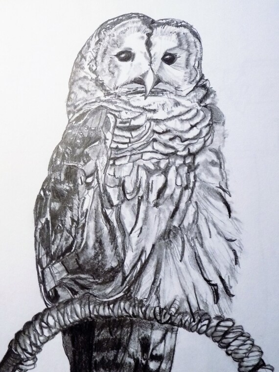 Barred Owl Drawing