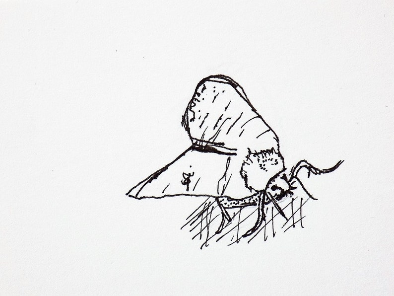 Original Pen and Ink Moth Sketch: ACEO Insect Art - Etsy