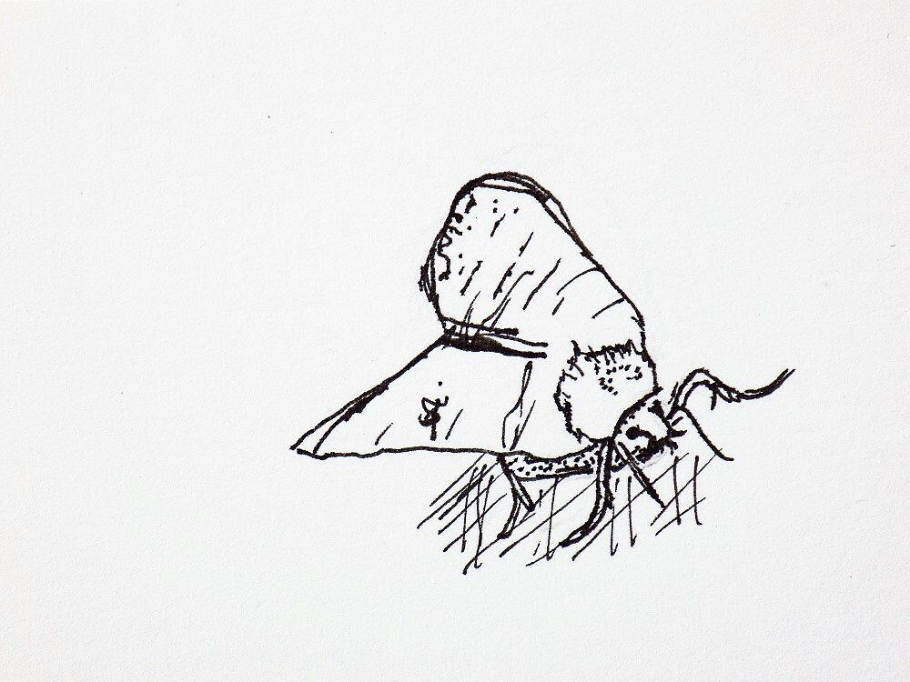 Original Pen and Ink Moth Sketch: ACEO Insect Art - Etsy