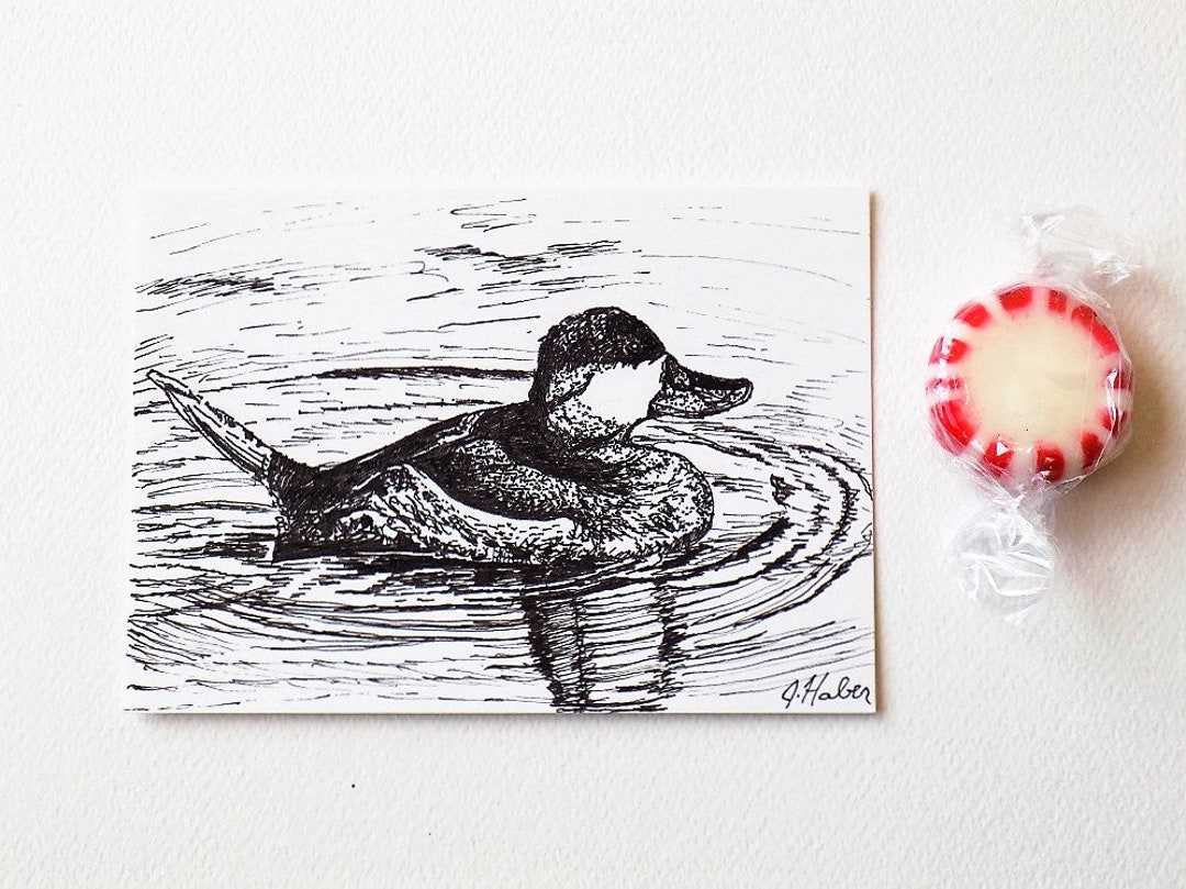 ACEO Ruddy Duck, OOAK, Pen and Ink Art, Pen and Ink Drawings, One of a ...